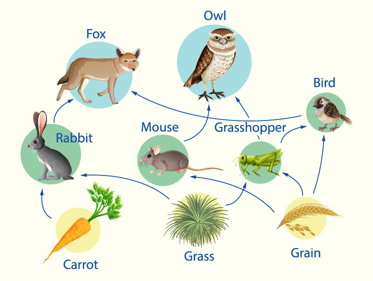 Food Web Simple with bubbles - Curriculum That Matters